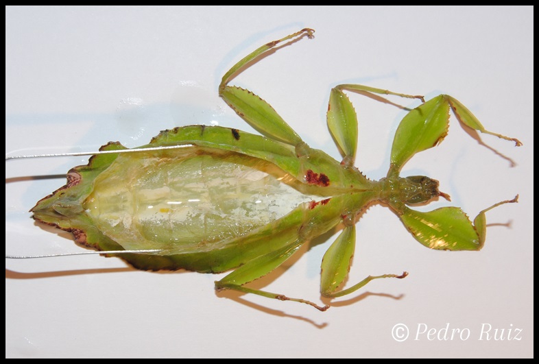 fasmidos.net: Insectos disecados y método de disección