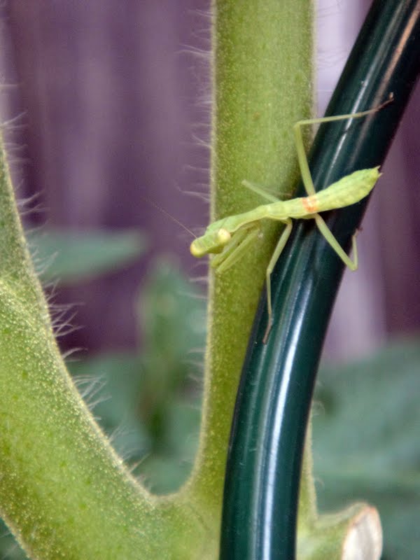 Project Green Thumbs Season III: Pests and protectors