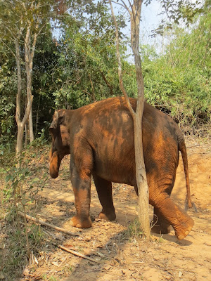 Think Elephants International: Inside the Elephant's Toolbox