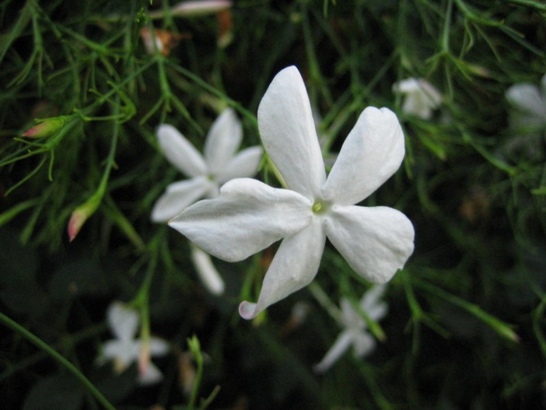 Jasmine flowers
