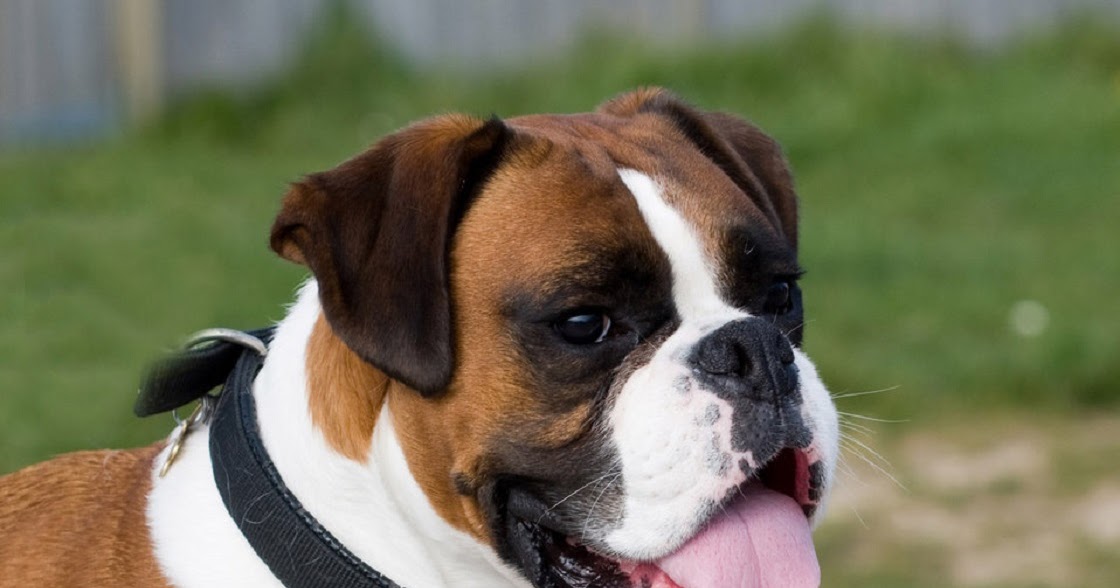 Why You Need to Own a Boxer Dog - Doglopedix
