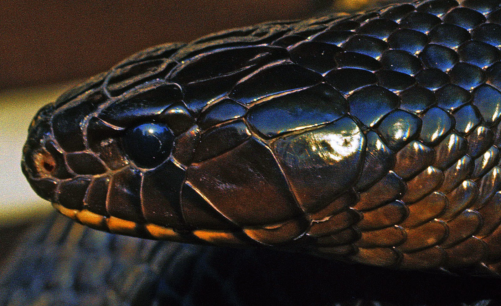 Serpent Research: Indigo Snake Survival Demographics