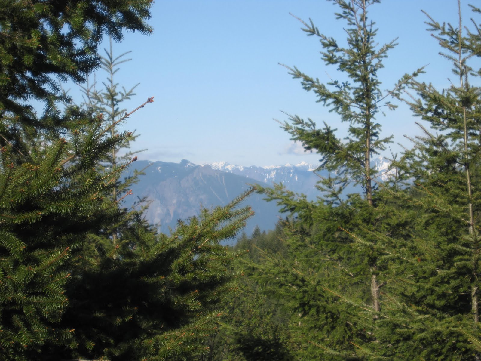 Summit: West Tiger Mountain #3, Cable Line Trail 6/03/2011