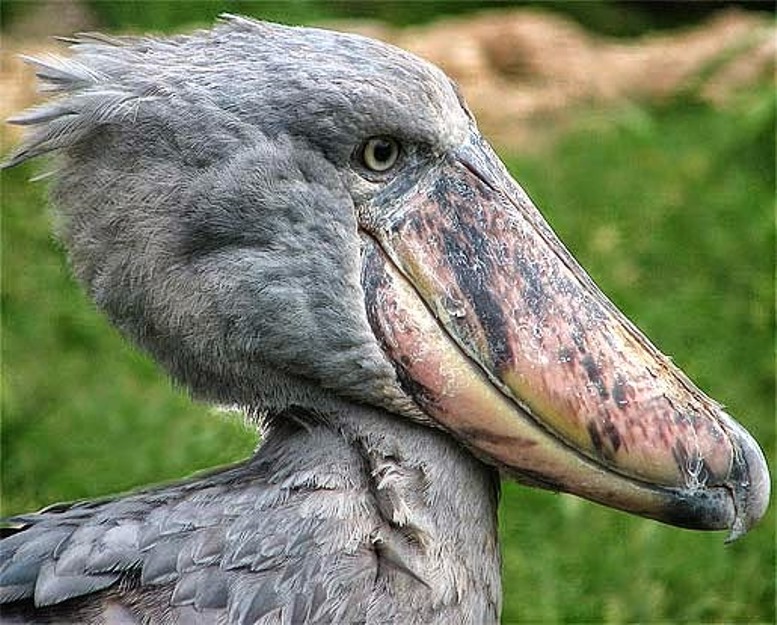 SHOEBILL photos - wallpapers (ανανεωμένο) | the fun bank