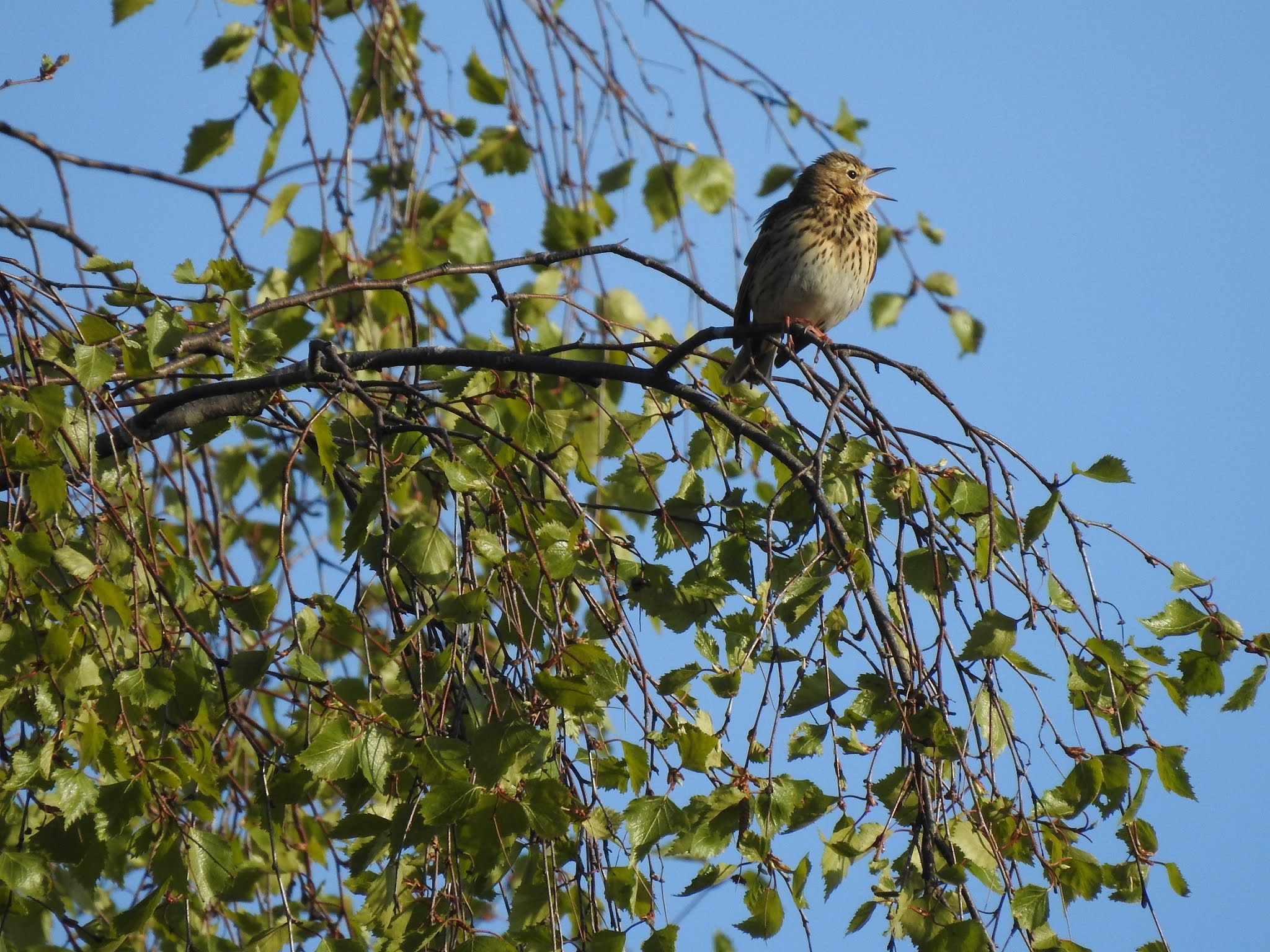 Lower Derwent Valley National Nature Reserve: Apr' 21