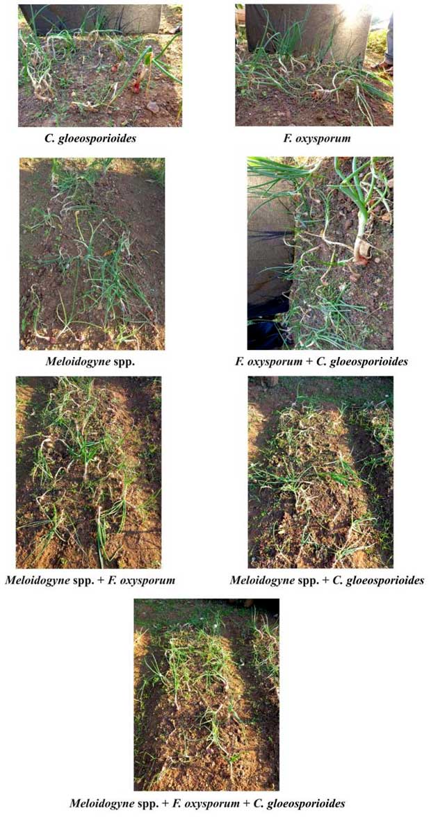 Antraknos atau Melintir pada Bawang Merah, Cegah dari Bibit