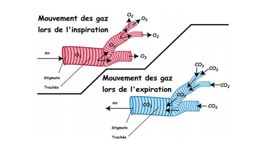 Système trachéen et respiration chez les insectes