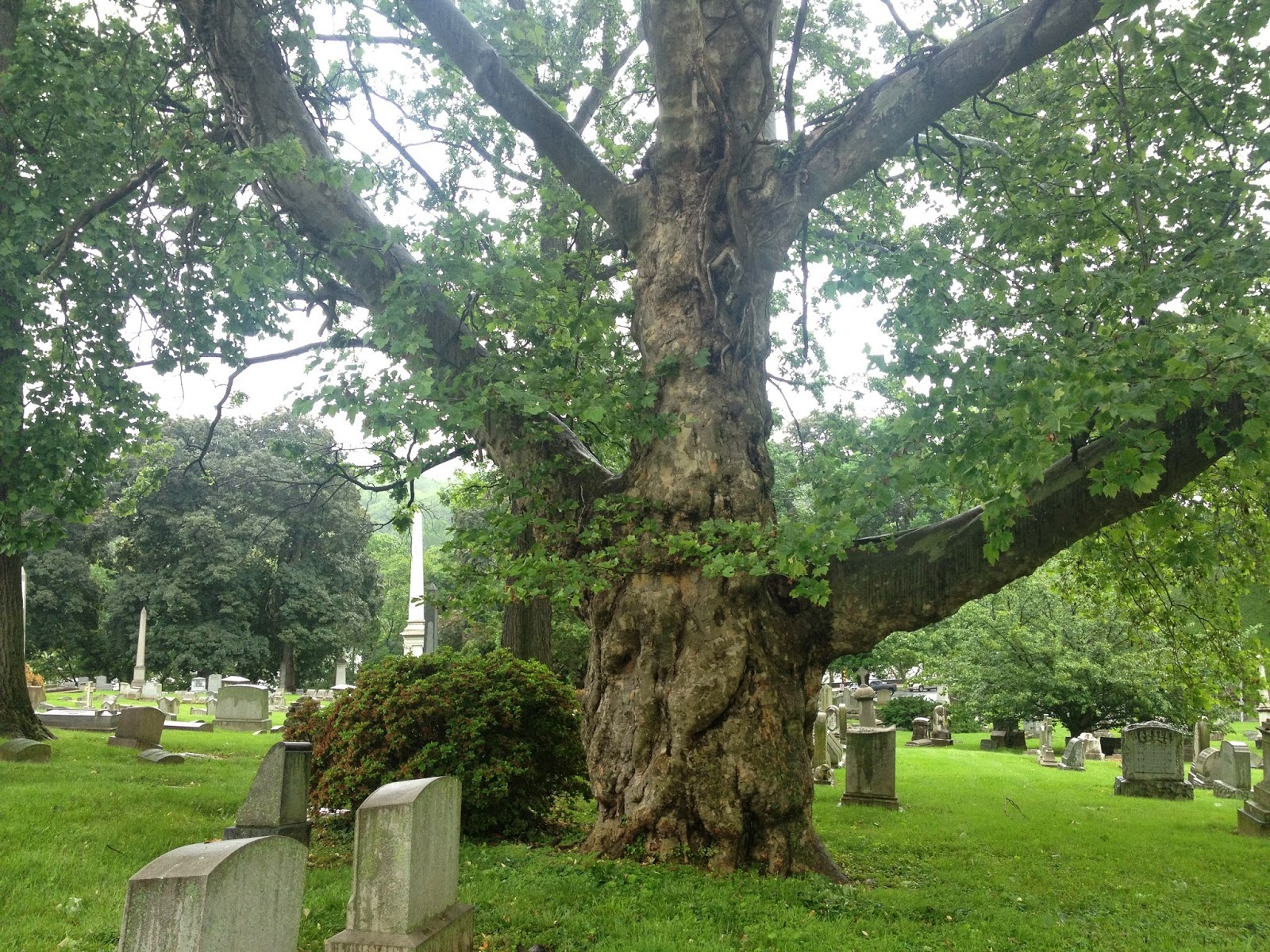 PHILLY TREES: THE PHILADELPHIA PALIMPSEST