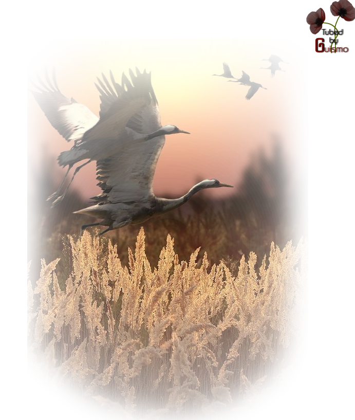 Tube Guismo la passion de créer .: MISTED LANDSCAPE