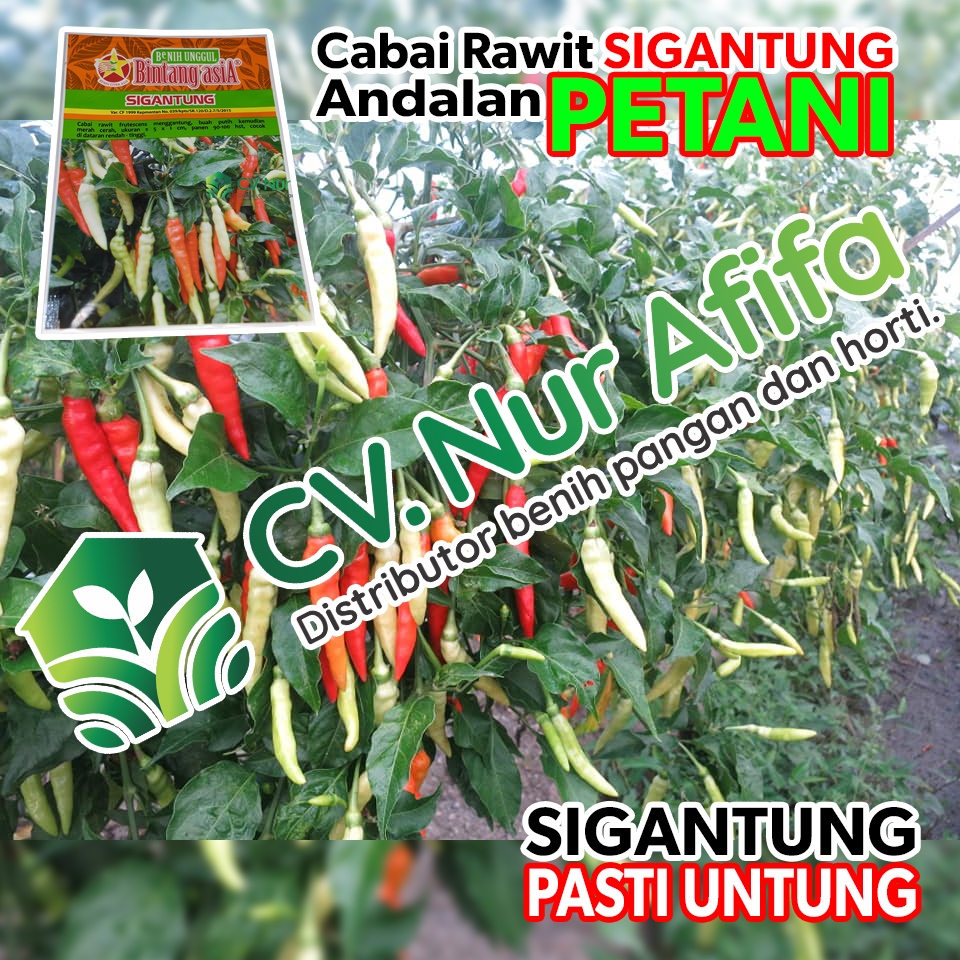 analisa usaha tani cabe rawit di dalam polybag - Benih Nur Afifa