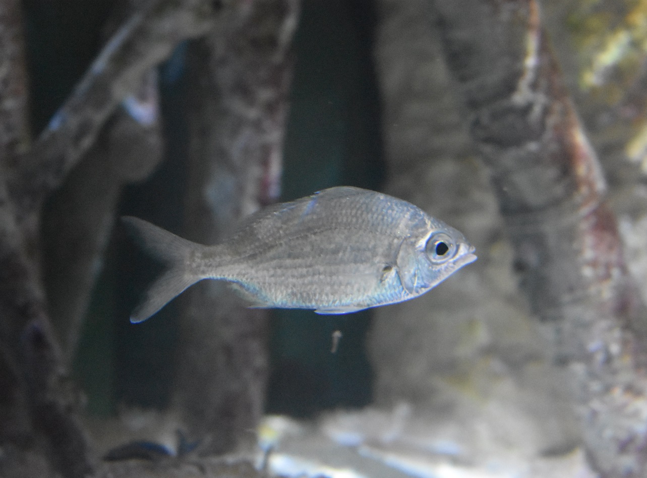 ZOOTOGRAFIANDO (6.096 ANIMALS): MOJARRA PLATEADA / COMMON SILVER-BIDDY ...