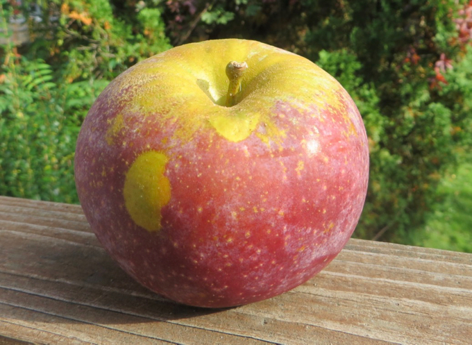 Seasonal greetings - Adam's Apples