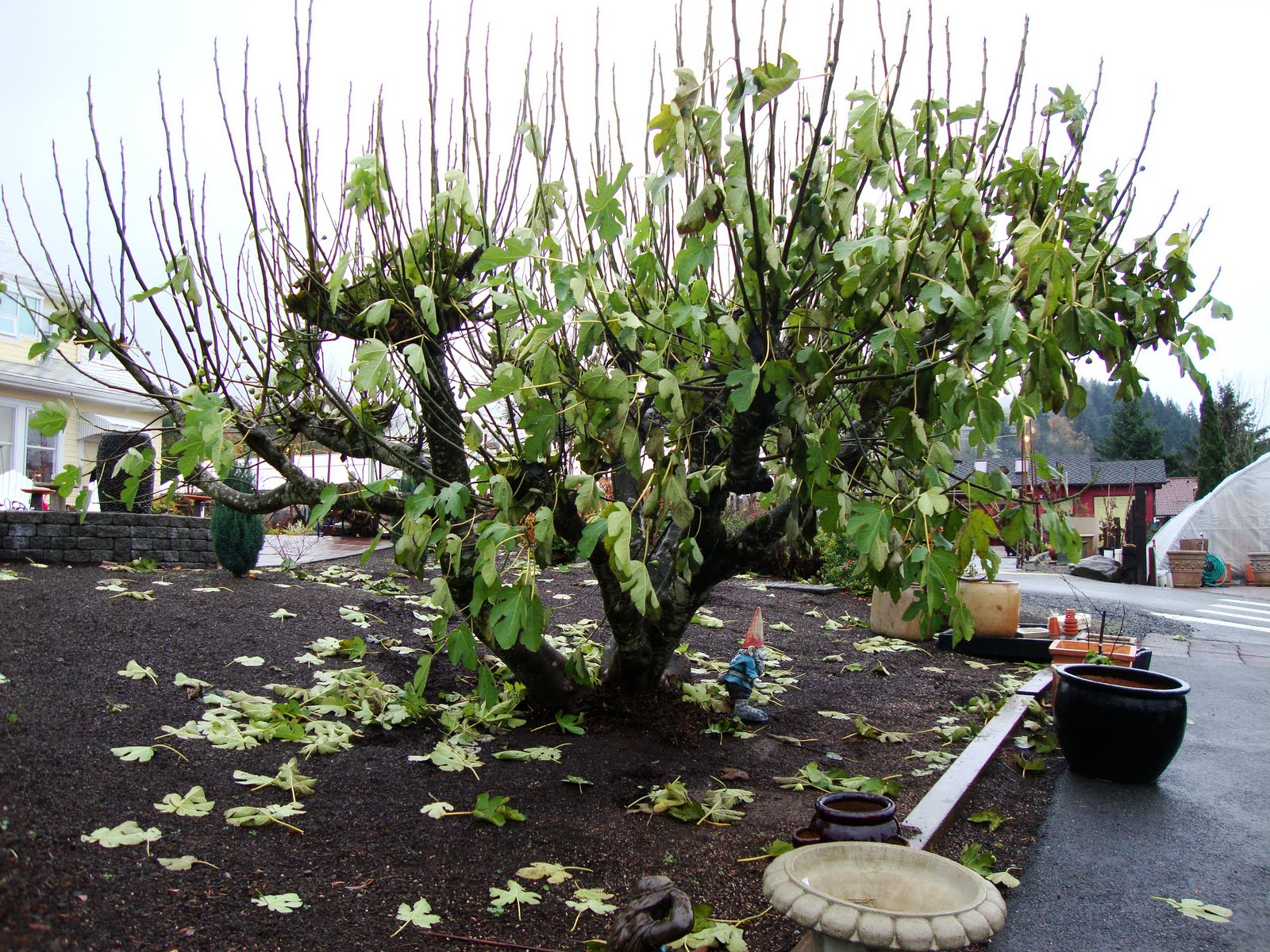 danger garden: Cornell Farms, a nursery in Portland that I’d never been to!
