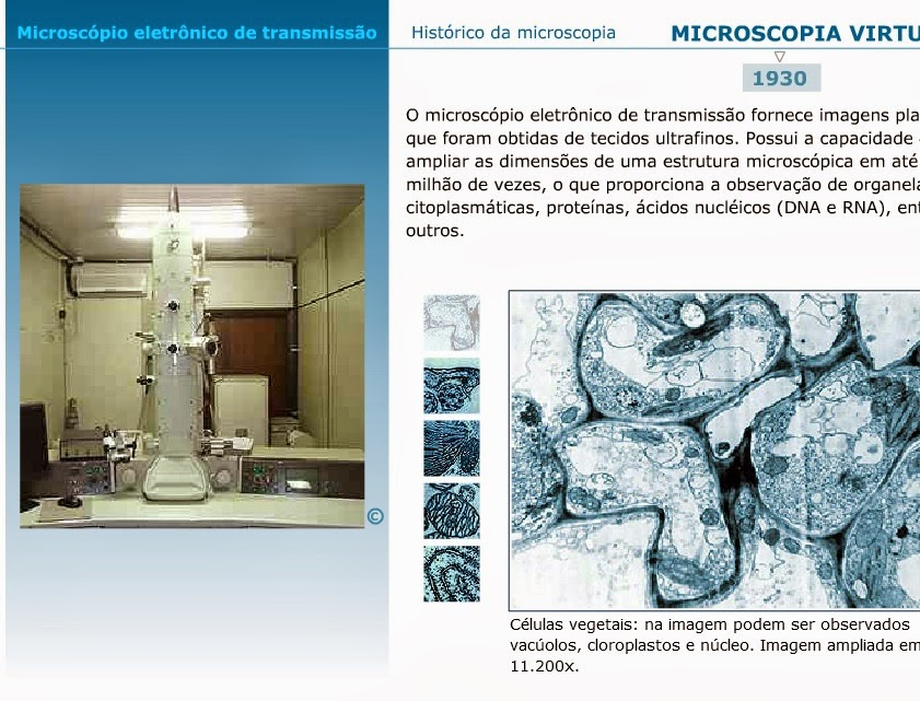 Professora Darlene Timm: Microscópia Óptica