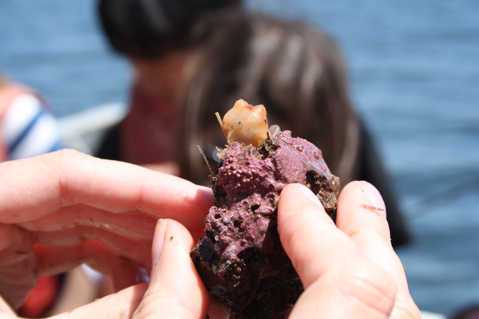 Huntsman Marine Science Centre: Sea Peach