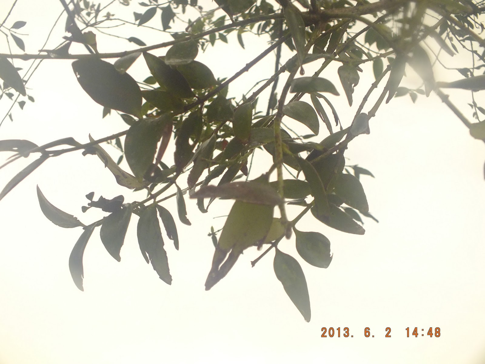 Photography with Dr. Ernie.: Agathis Alba: Young Almaciga Tree in DSB ...