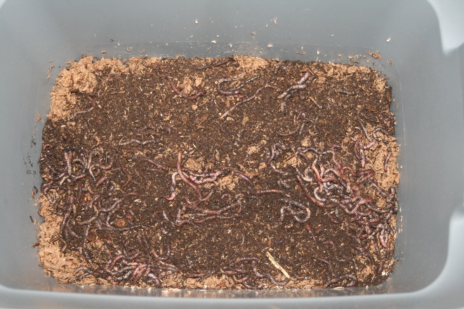 Gourmet Bugs: We Have Composting Worms & Mealworms!