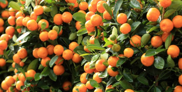 el místico: El naranjo