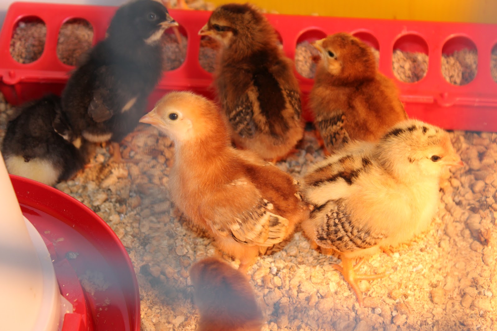 We Bought A Farm: Calves, Chickens and Kittens....OH MY!