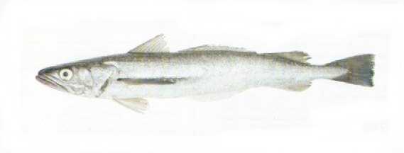 Argentina nativa: Merluza austral (Merluccius hubbsi)