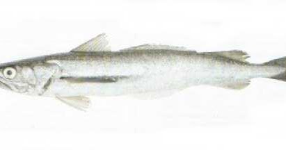 Argentina nativa: Merluza austral (Merluccius hubbsi)