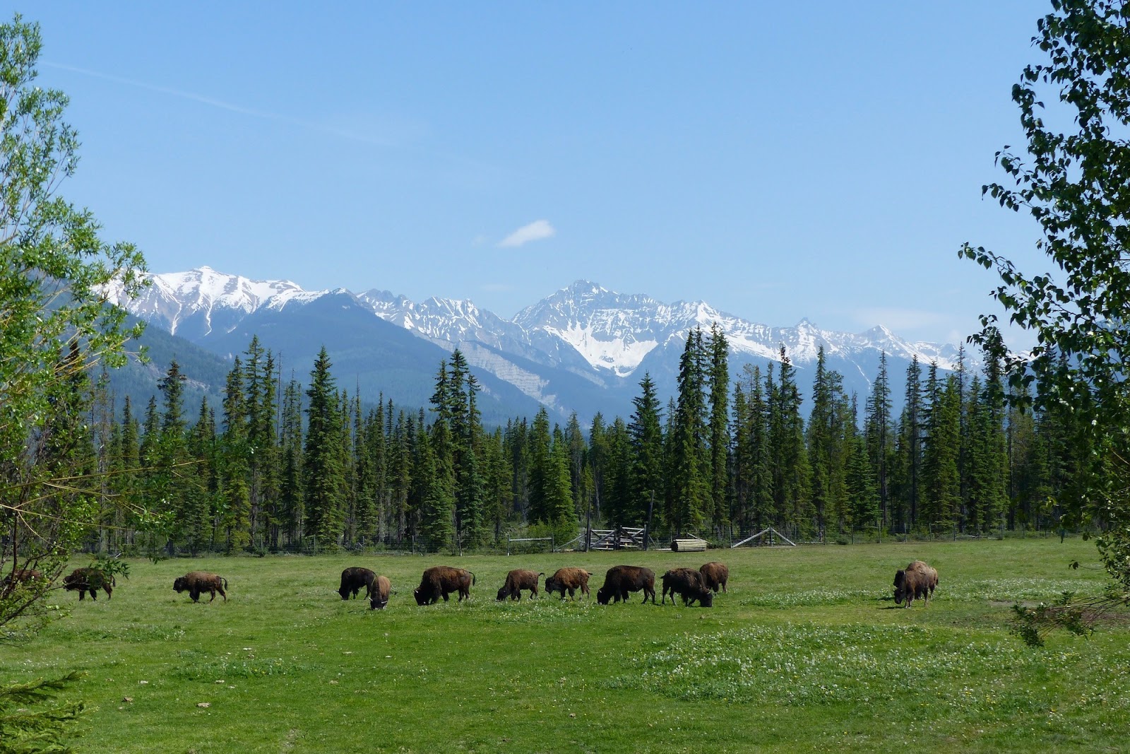 The Memory Wanderer: Buffalo Ranch
