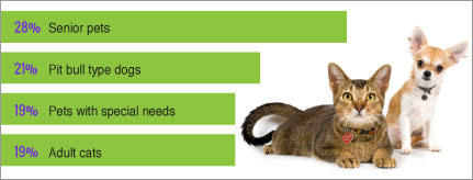 Adopt a Less Adoptable Pet Week | Lola The Rescued Cat