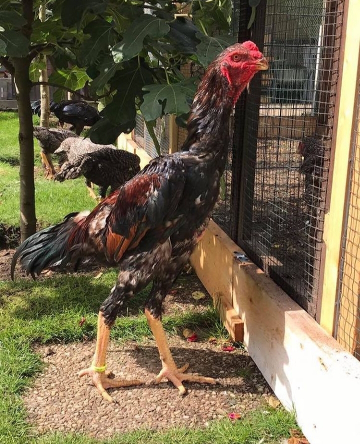 AnD Temanggung LokalyBreed: ASAL USUL DAN SEJARAH AYAM SHAMO