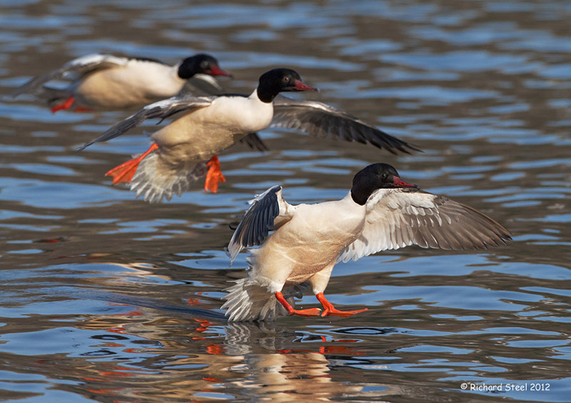 Wildlife Photographic Journals