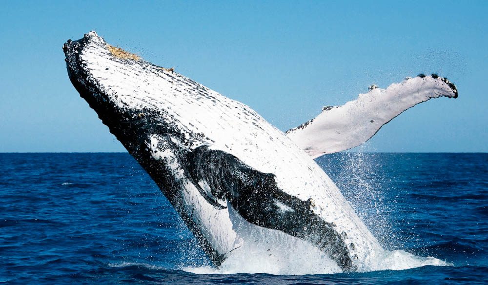 The Whale is an Enigma to the Understanding of Evolution ~ The Hidden ...