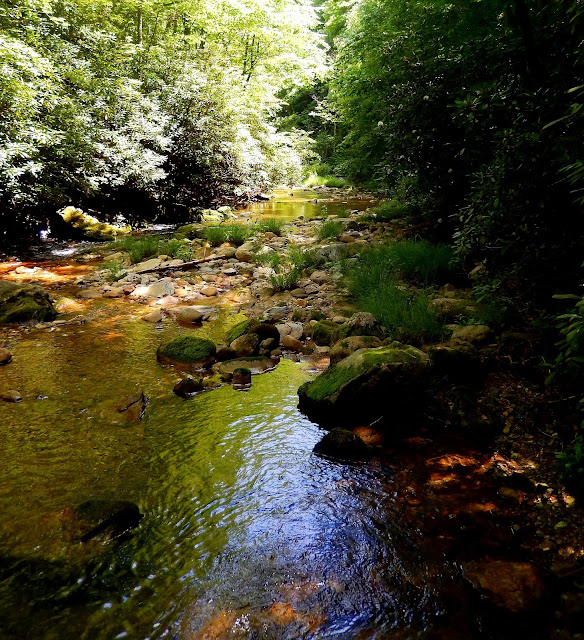 Hiking with a Fat Bald White Guy: Wilson Creek - Gragg Prong Falls