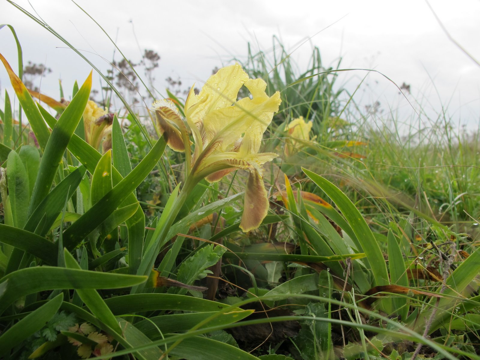 FLORA NEL SALENTO e.. anche altrove: Iris pseudopumila Tineo ...
