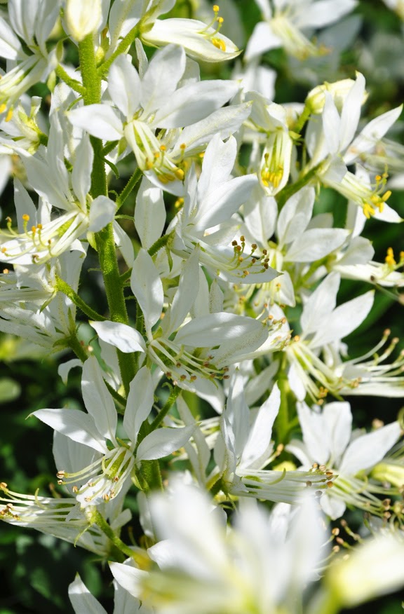 Three Dogs in a Garden: The Year in Bloom 2013: January to June