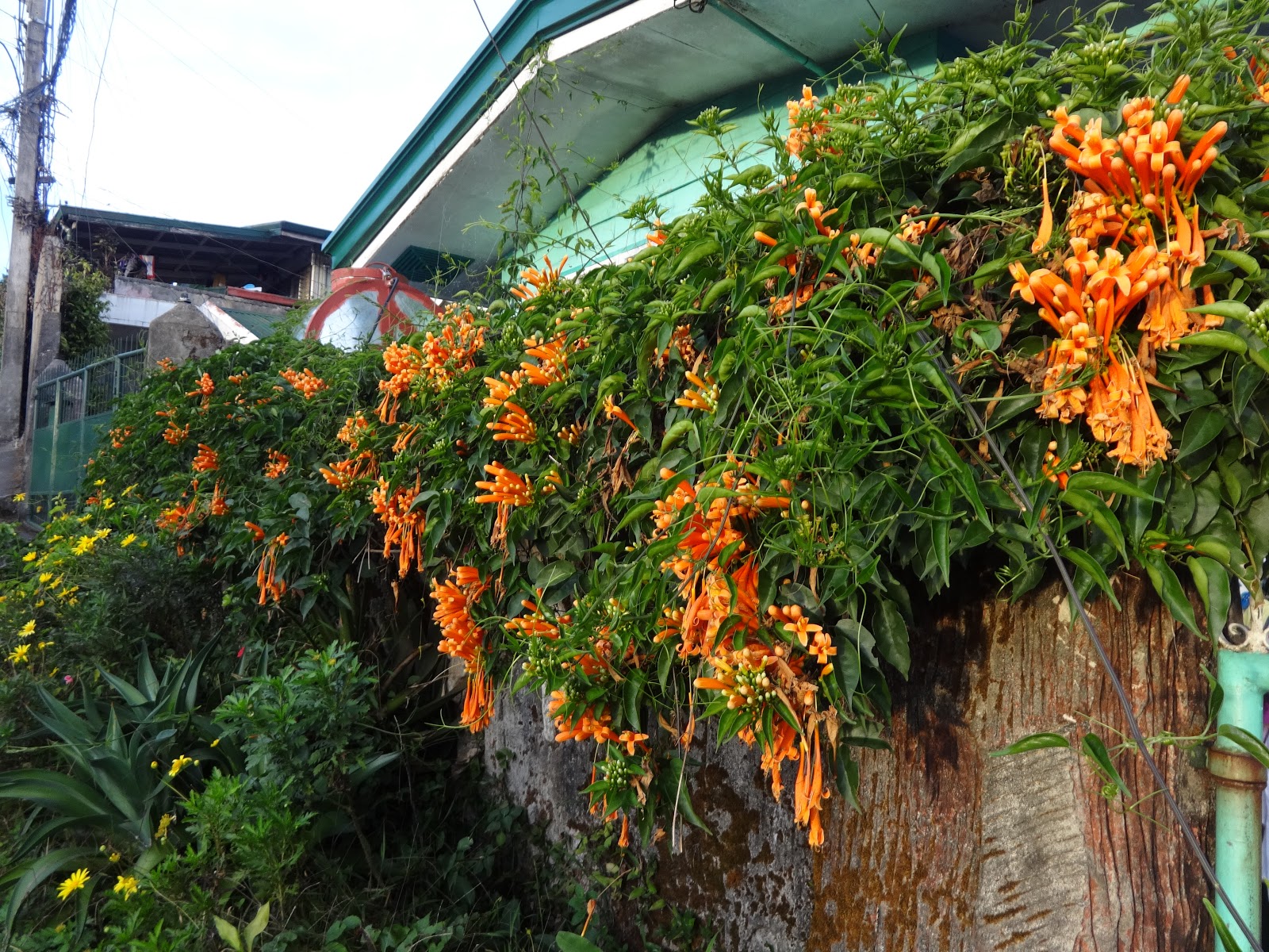 Herbs from Distant Lands: Pyrostegia venusta - Flame Flower, Golden ...