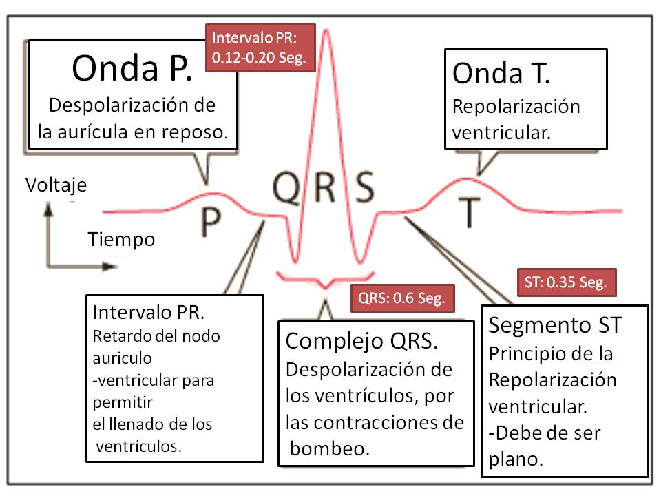 Fisiología con Elena Chávez.: Electrocardiograma.