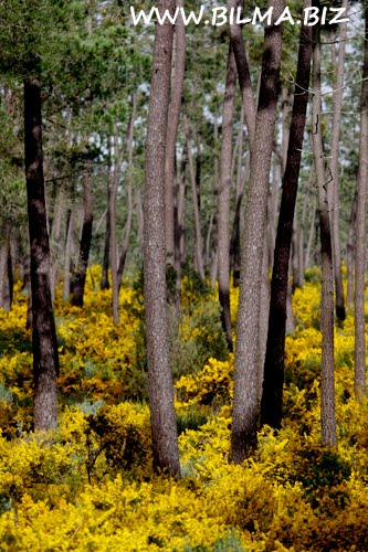 Bilma - Mundo e Natureza: A TOJEIRA, TOJO, TOJAL...