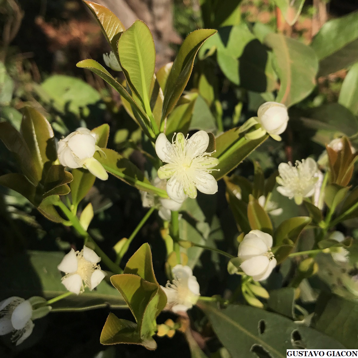 Viveiro Ciprest - Plantas Nativas e Exóticas: Grumichama ou Grumixama ...