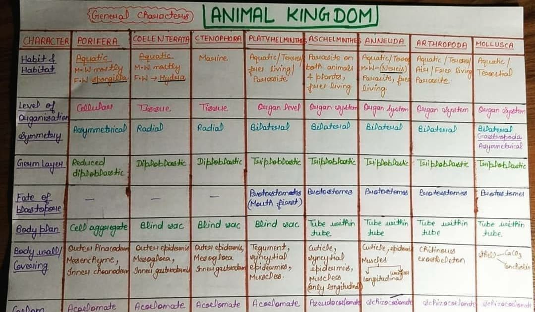 ANIMAL KINGDOM FLOW CHART