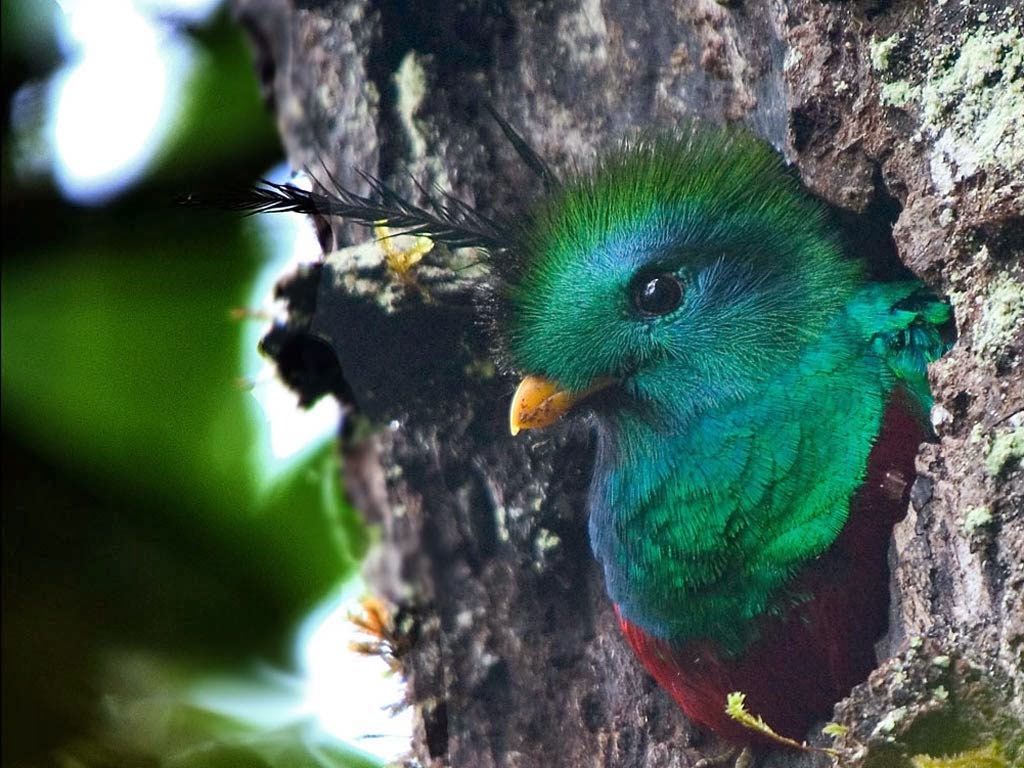 Quetzal wallpapers hd | Tops Wallpaper HD