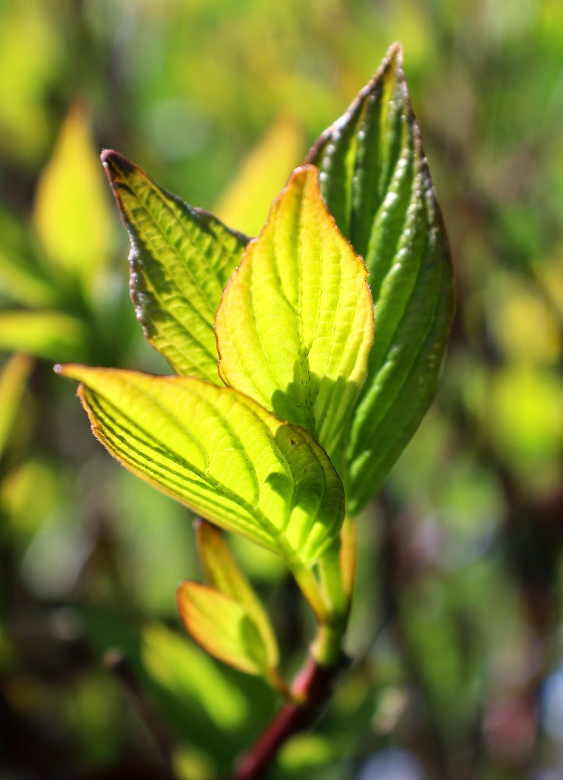 MIN NATUR: Korallkornell