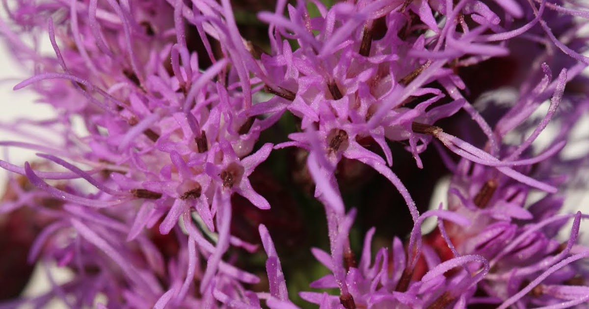 Native Florida Wildflowers: Fall Open House - Saturday September 29
