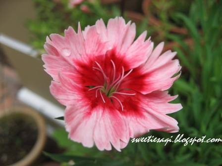 SweetieSaQi: Bunga Teluki or Carnations