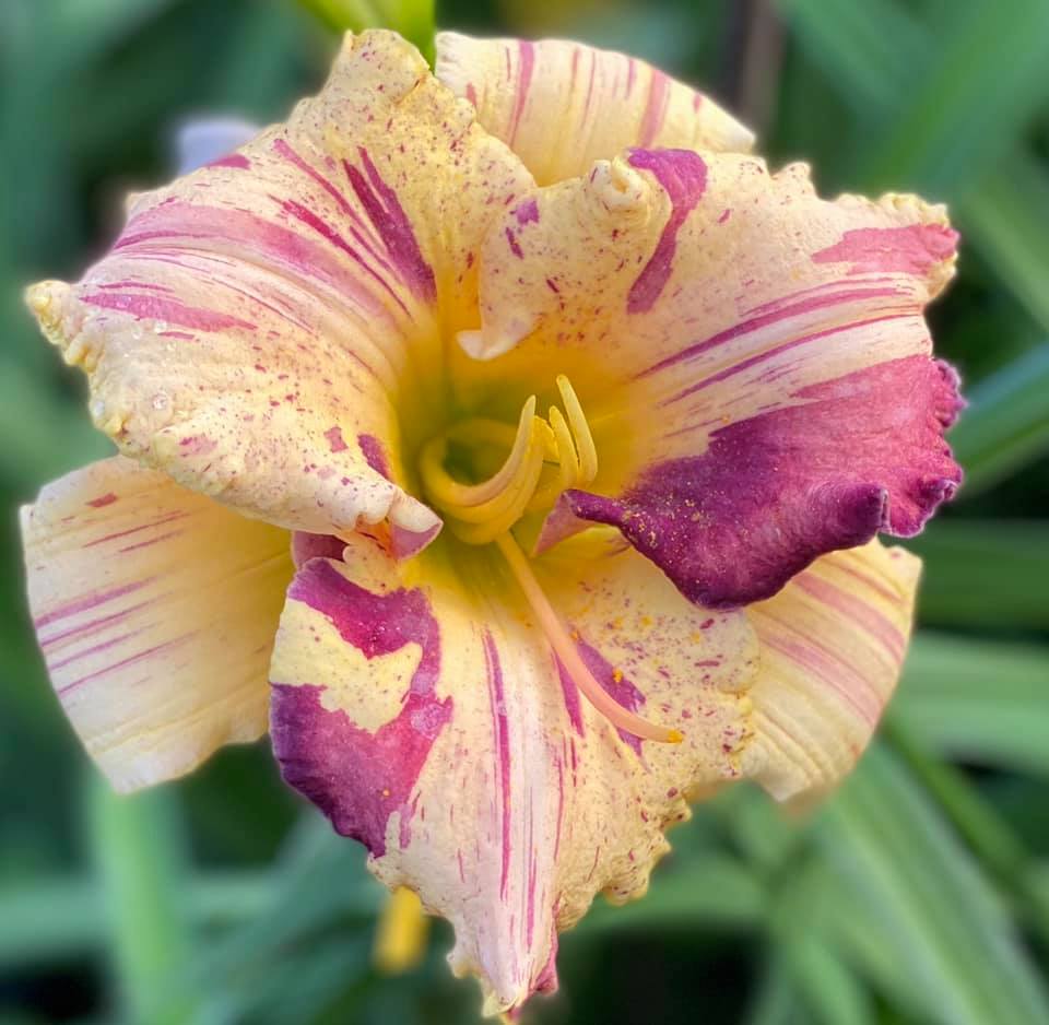 Lewis Daylily Garden: Undefinable seedlings, part 2