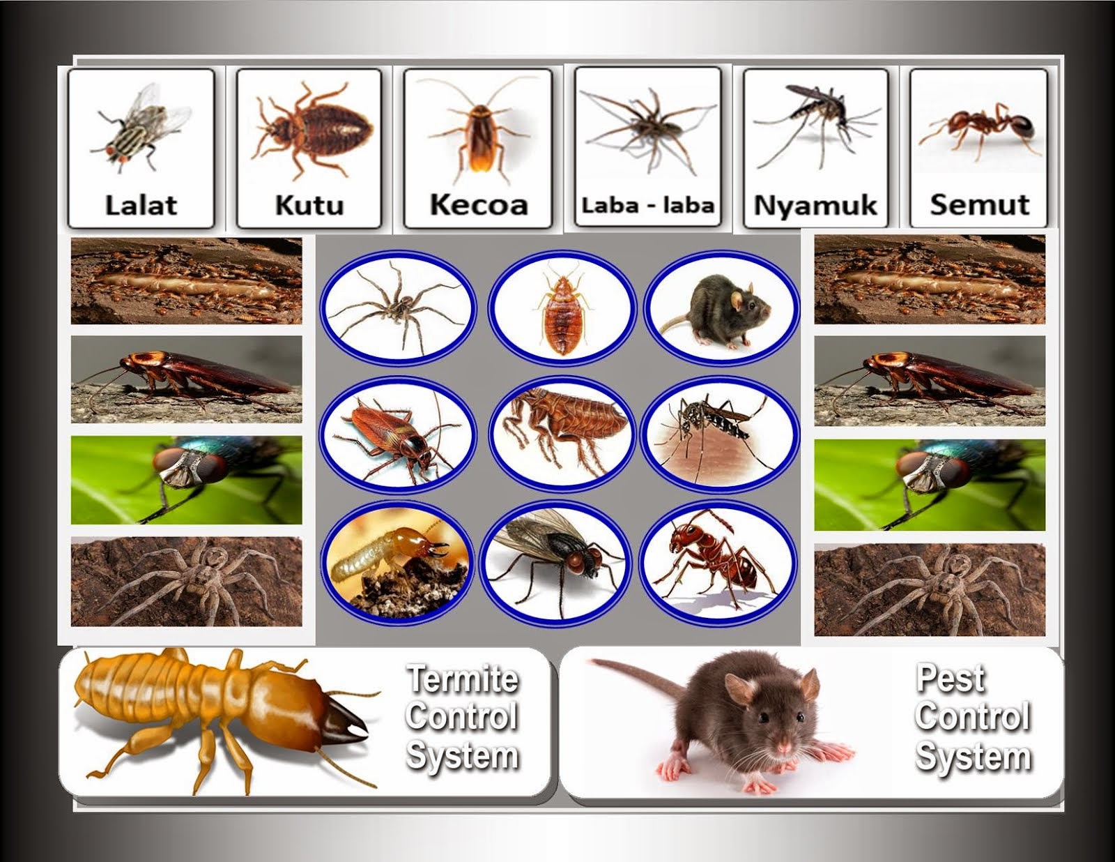 Anti Rayap Sentul | Anti Rayap Cibubur | Anti Rayap Jabodetabek: BROSUR ...