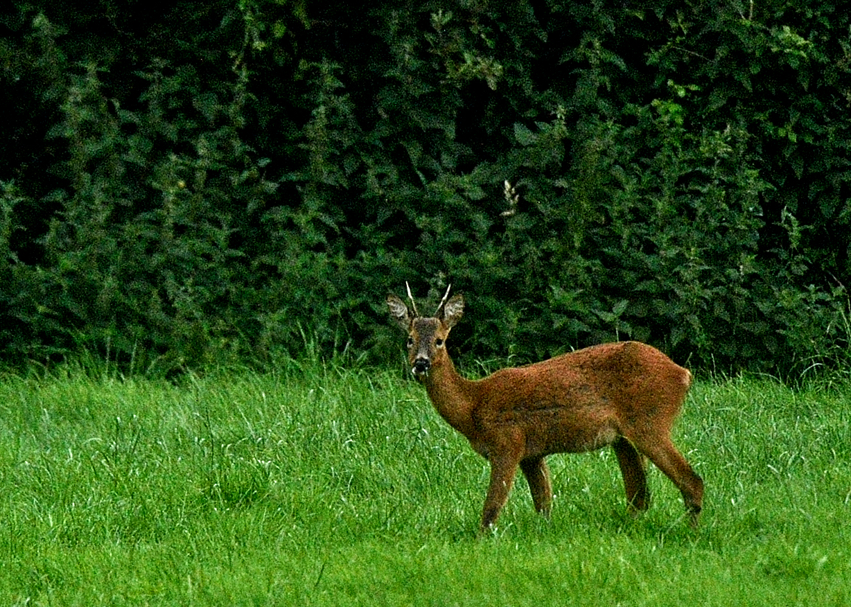 Alan James Photography : Longrock Roe Deer