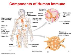 Biochemistry: ORGAN,CELLS AND COMPONENTS OF IMMUNE SYSTEM