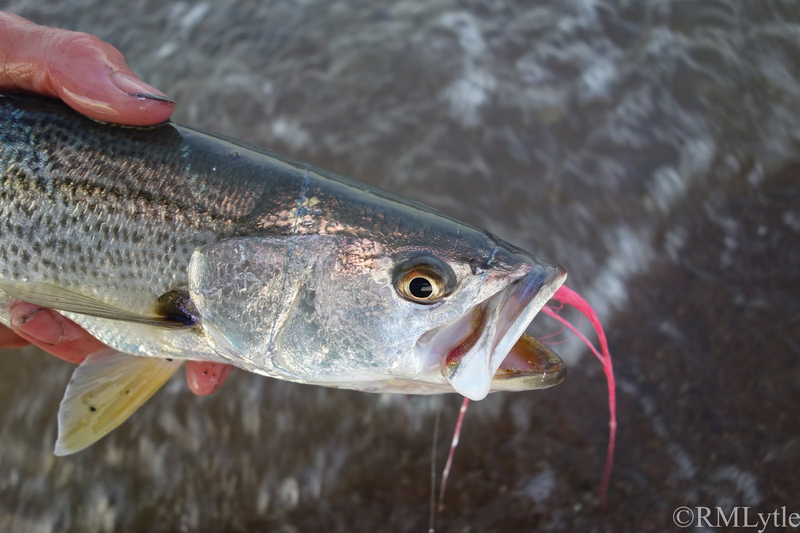 Connecticut Fly Angler: Weakfish