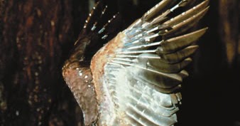 Biblioteca Digital de Chichiriviche-Falcón: Guácharo o Pájaro aceitera