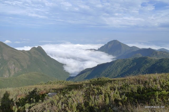 Onde as Plantas Crescem - Organossolos