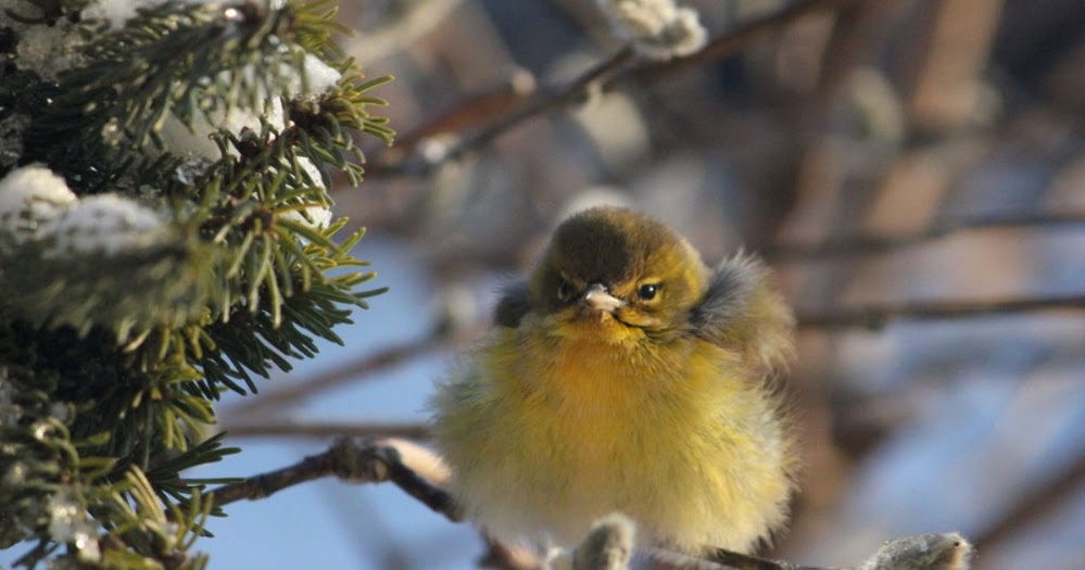 PINE WARBLER
